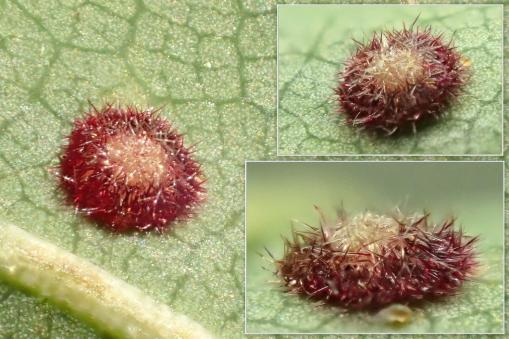 Neuroterus tricolor (Neuroterus tricolor) - Naturbasen
