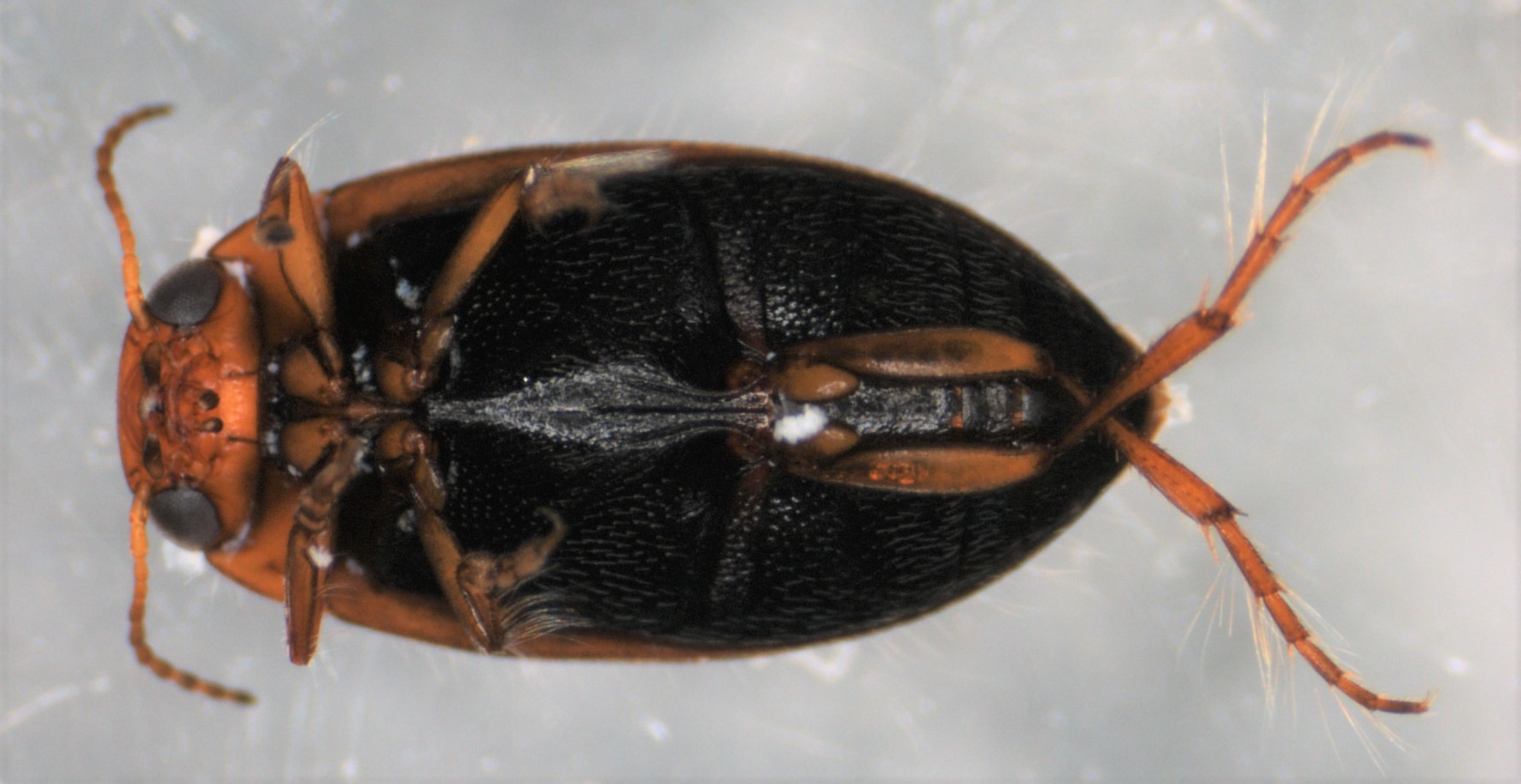 Hydroporus incognitus (Hydroporus incognitus) - Naturbasen