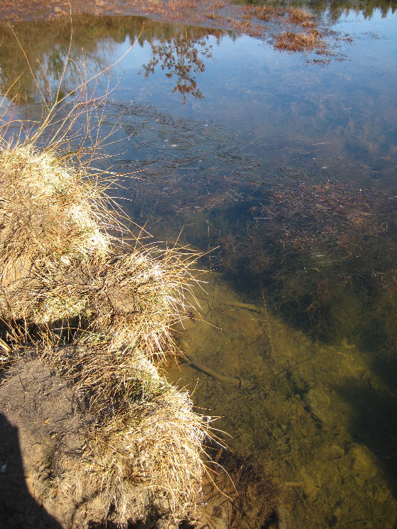 Liden Siv, submers (Juncus bulbosus f. submersus) - Naturbasen