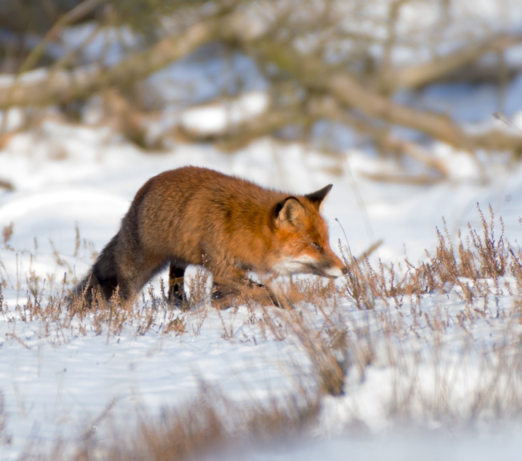Ræv - Observation NB-3680509 - Naturbasen