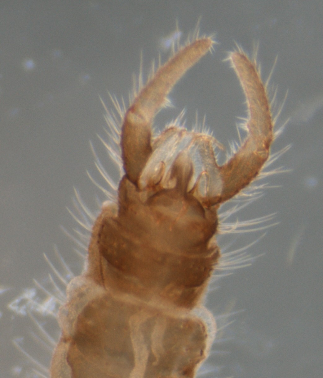 Trichocera parva (Trichocera parva) - Naturbasen