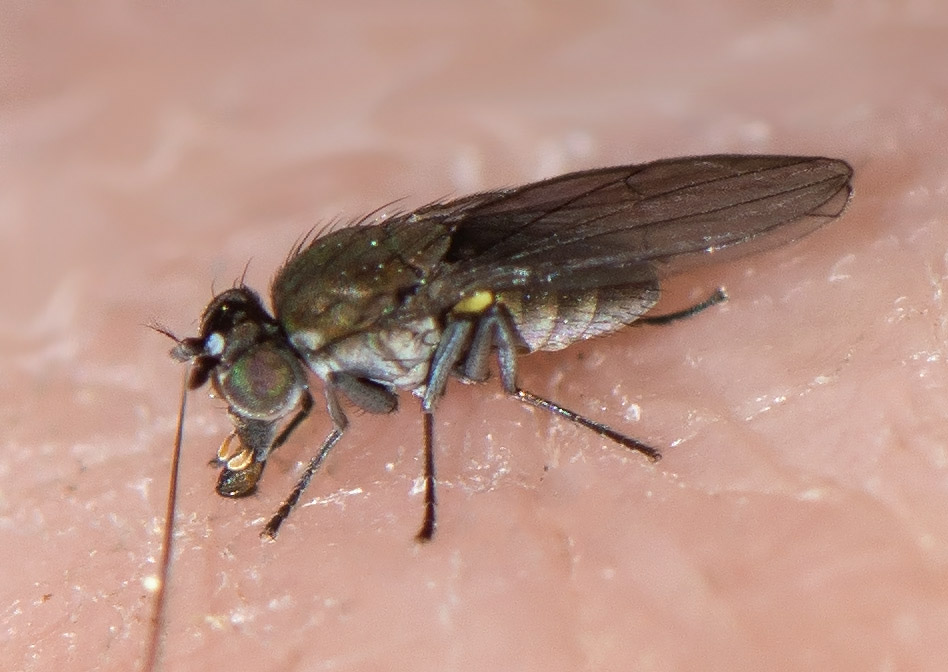 Hydrellia sp. (Hydrellia sp.) - Naturbasen