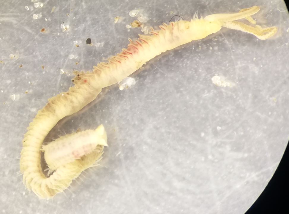 Dipolydora coeca (Dipolydora coeca) - Naturbasen