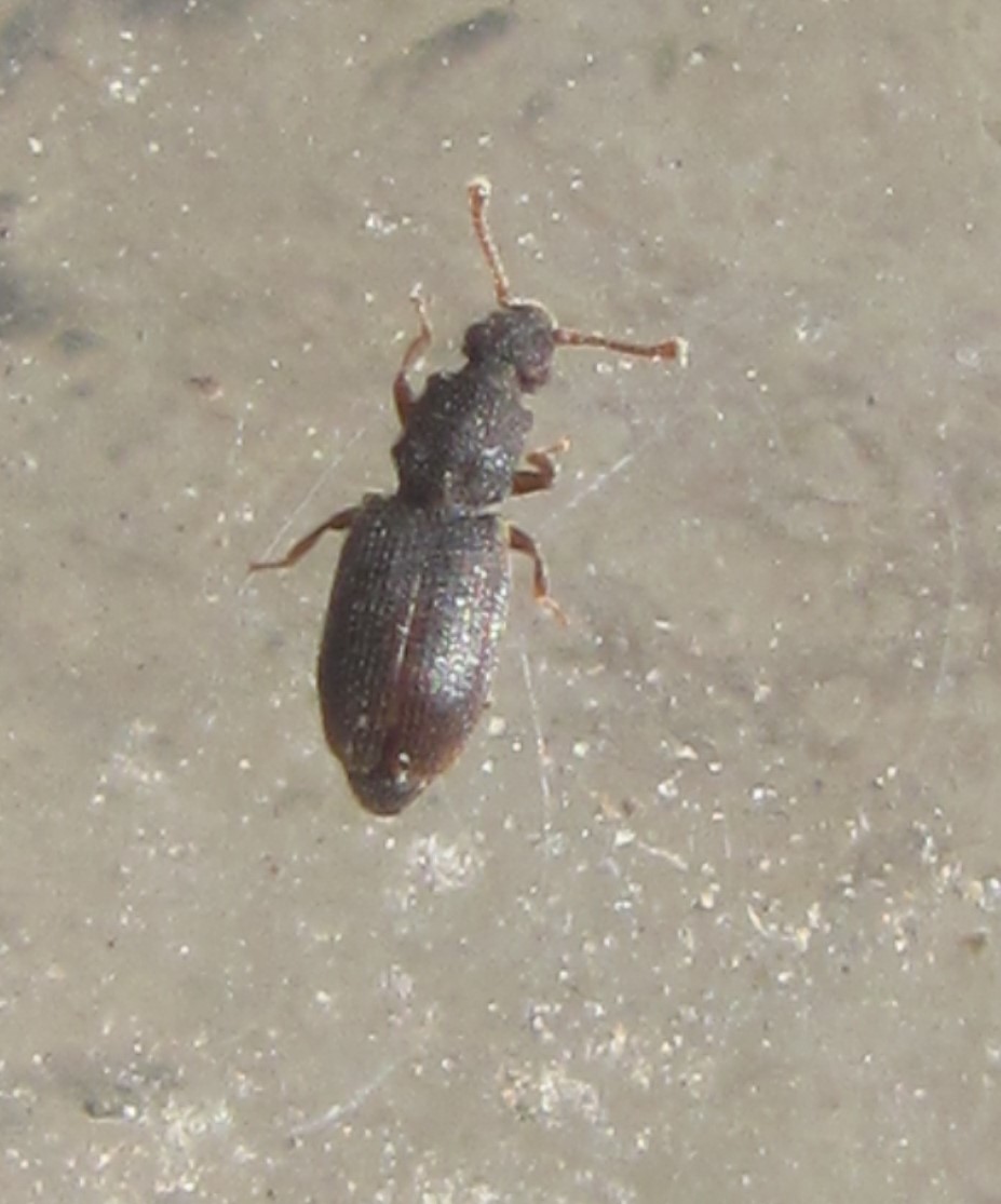 Monotoma brevicollis (Monotoma brevicollis) - Naturbasen