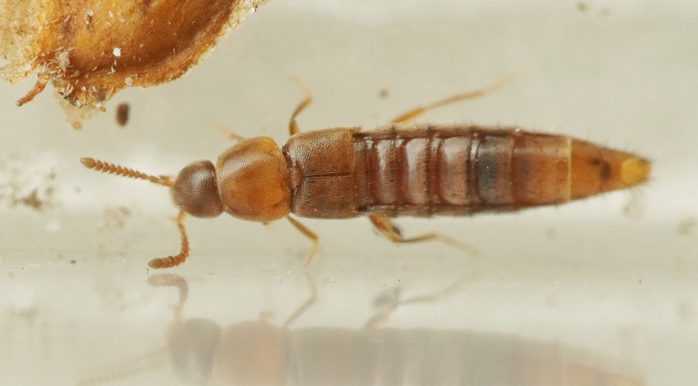 Oxypoda annularis (Oxypoda annularis) - Naturbasen