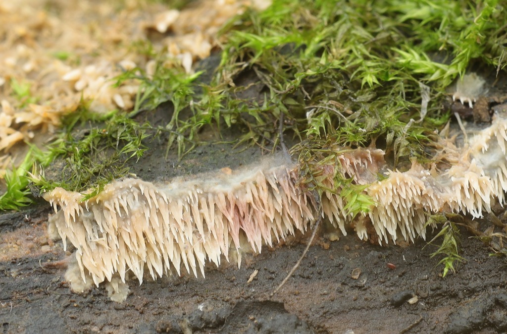 Mycoaciella bispora (Mycoaciella bispora) - Naturbasen
