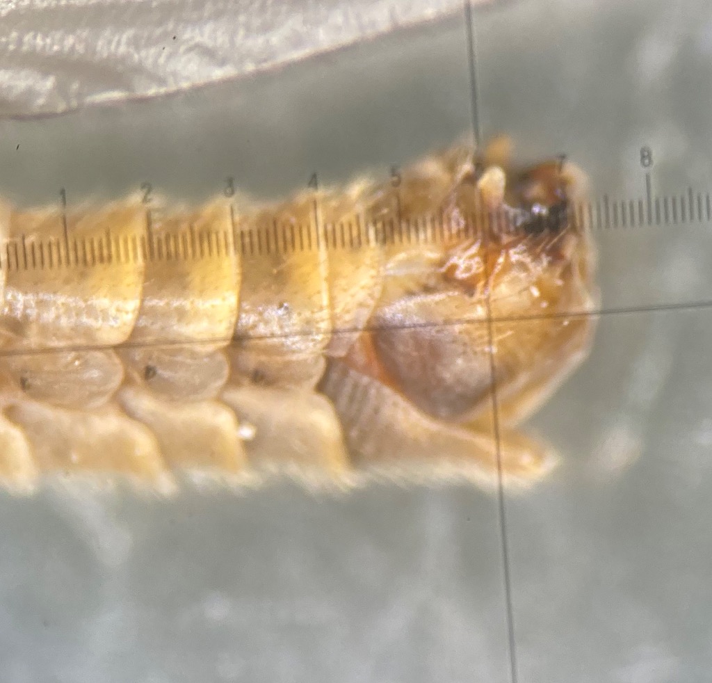 Tipula obsoleta - Observation NB-3612737 - Naturbasen