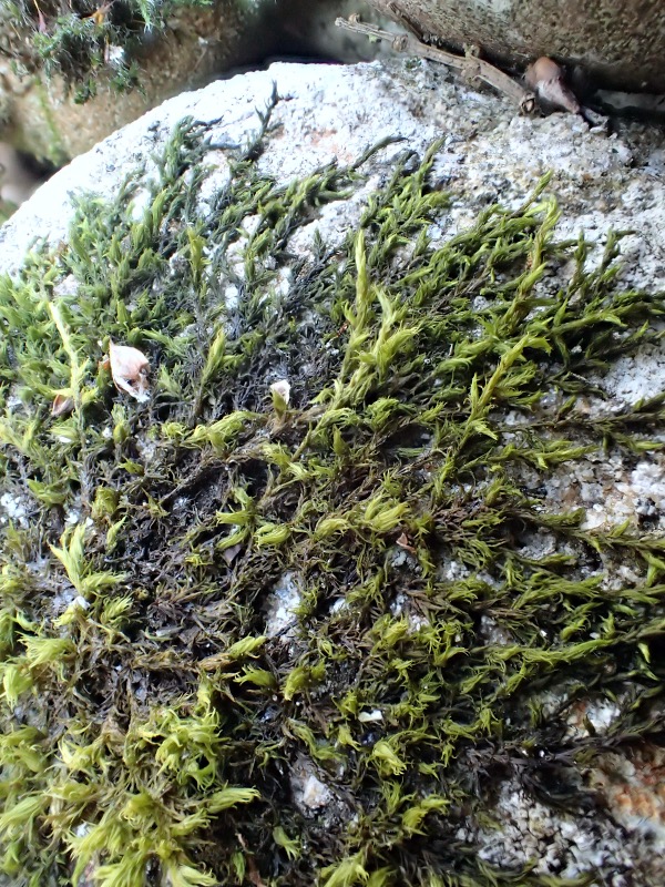 Knippe-Børstemos (Racomitrium fasciculare) - Naturbasen