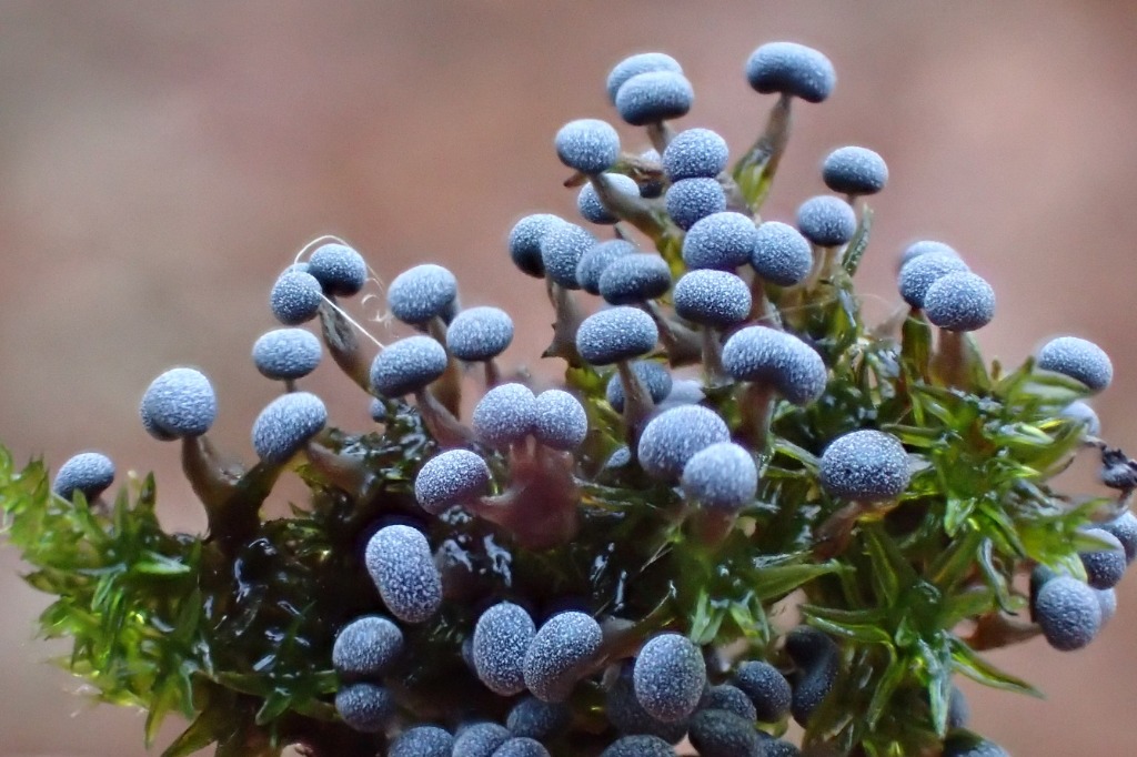 Physarum leucophaeum (Physarum leucophaeum) - Naturbasen