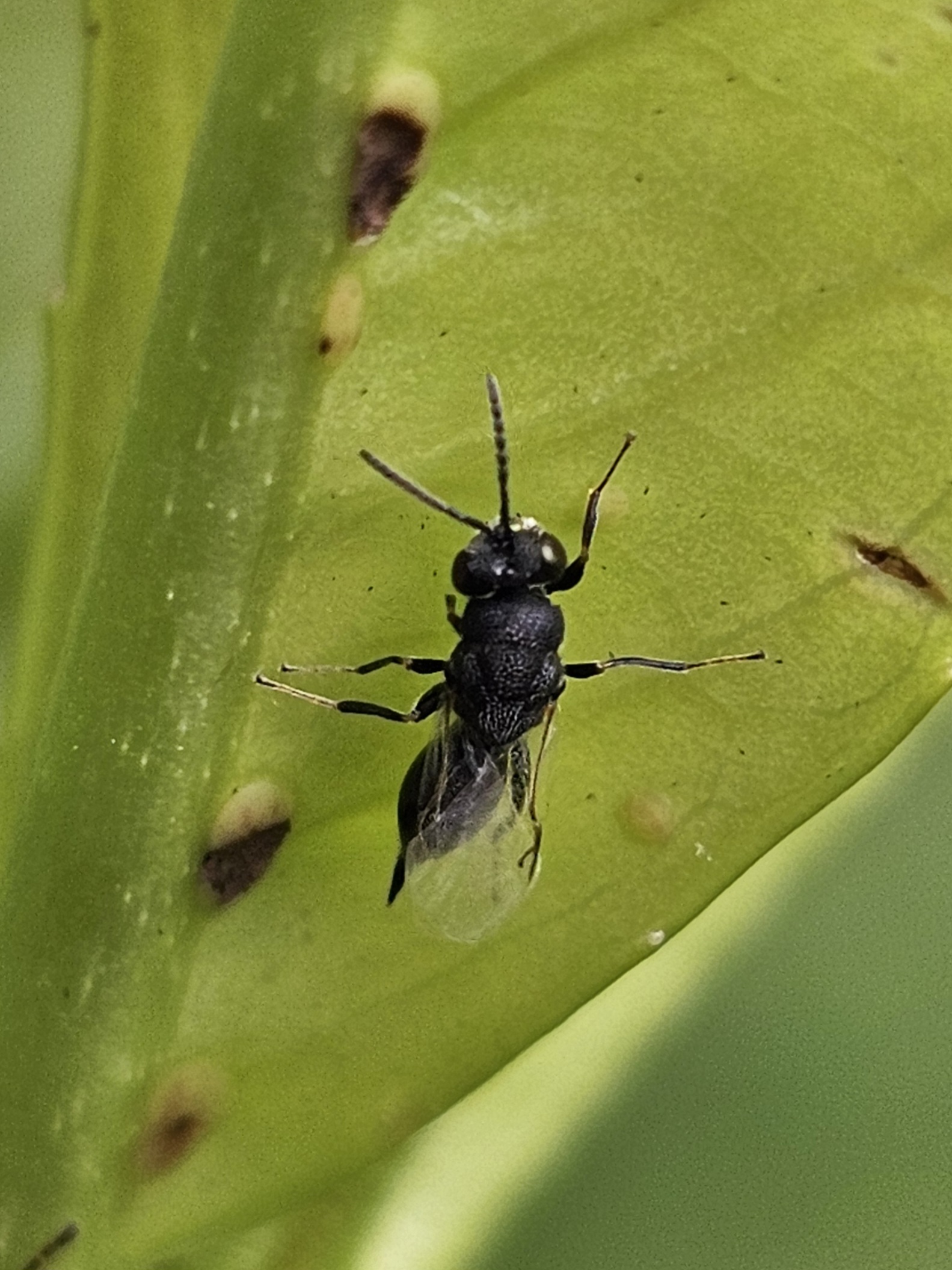 Eurytomidae ubest. (Eurytomidae indet.) - Naturbasen