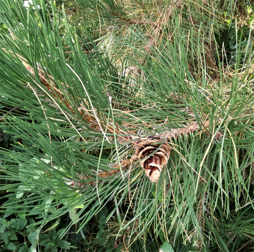 Pinus nigra ssp. nigra (Pinus nigra ssp. nigra) - Naturbasen