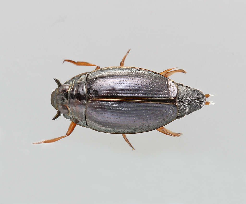 Gyrinus aeratus (Gyrinus aeratus) - Naturbasen
