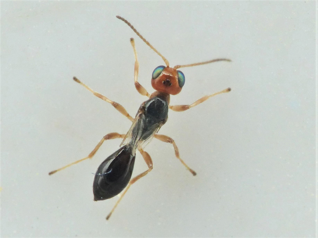 Peristenus sp. (Peristenus sp. ) - Naturbasen