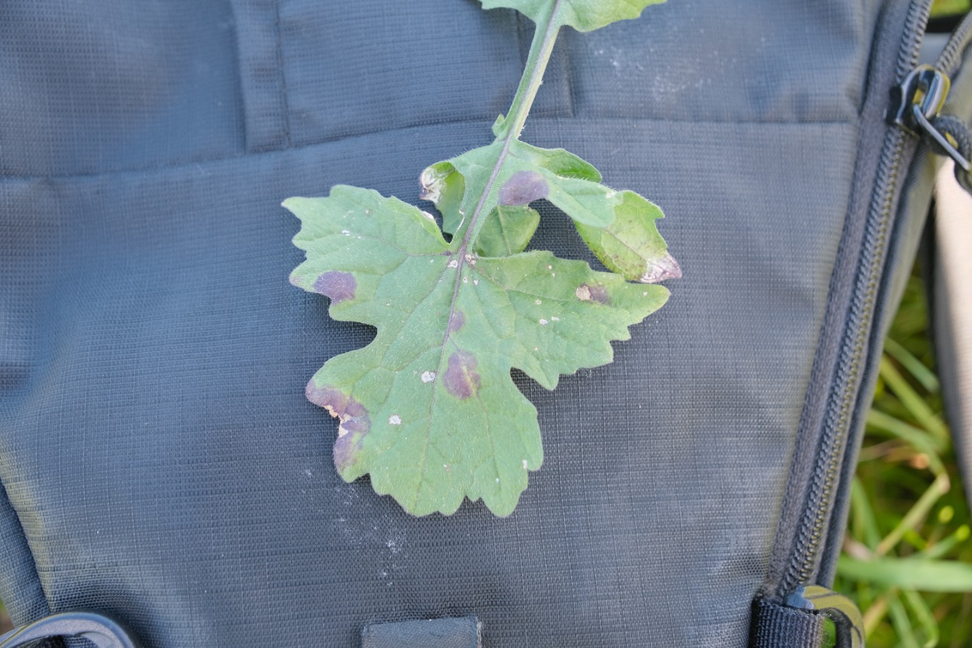 Albugo candida (Albugo candida) - Naturbasen