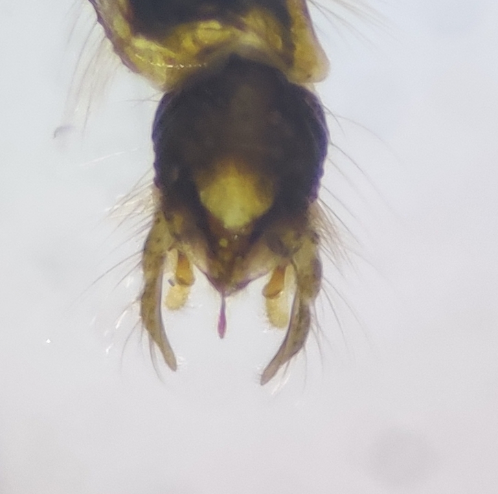 Chironomus aprilinus (Chironomus aprilinus) - Naturbasen