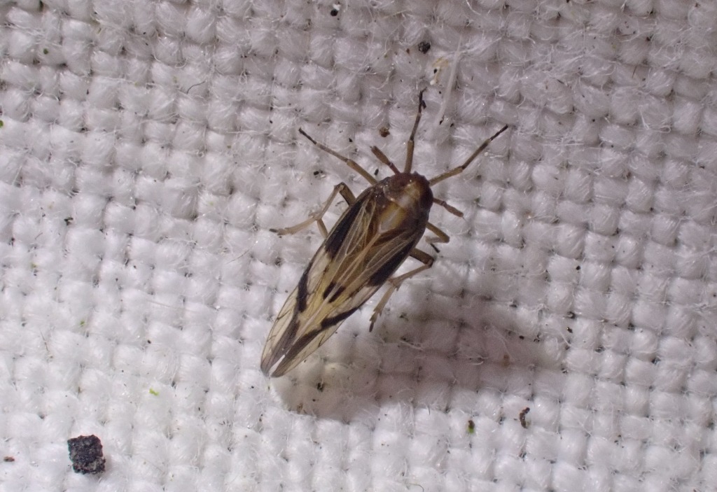 Euides basilinea (Euides basilinea) - Naturbasen