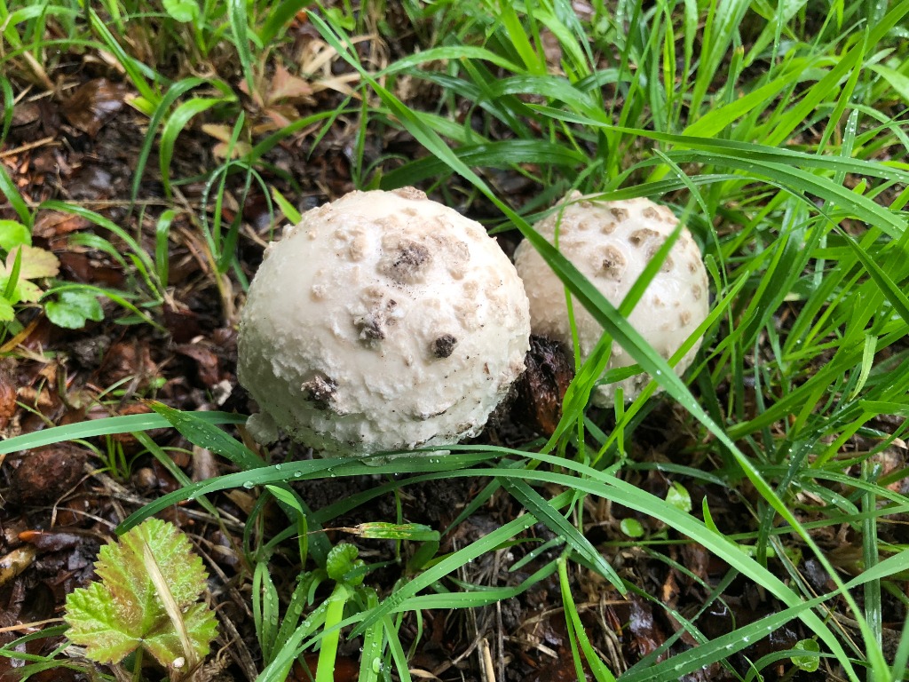 Flosset Fluesvamp - Observation NB-3927900 - Naturbasen