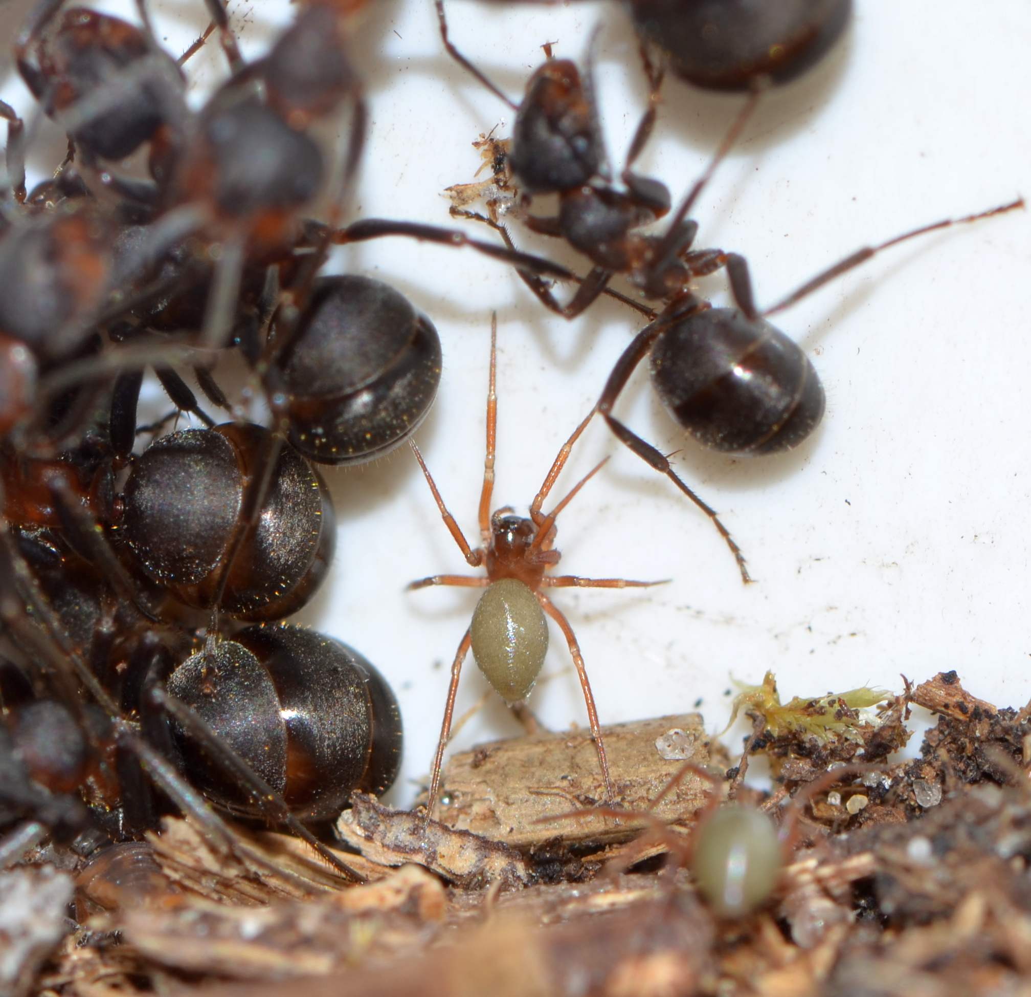 Arter der begynder med 'Ceutorhynchus' - Naturbasen