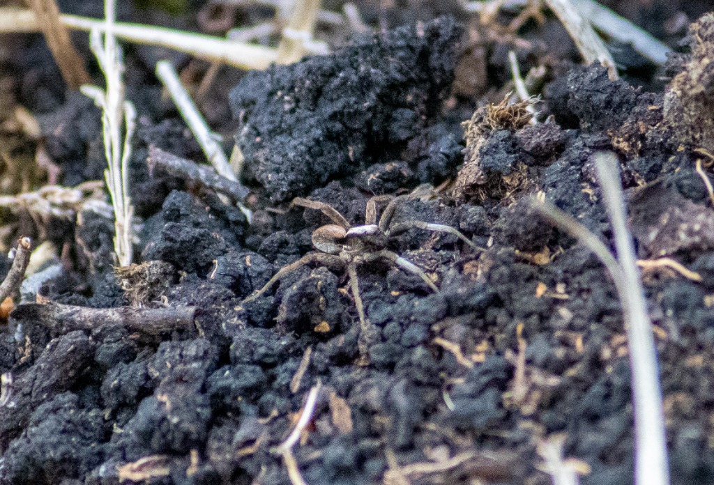 Jagtedderkopper (Lycosidae) - Naturbasen - Danmarks Artsportal