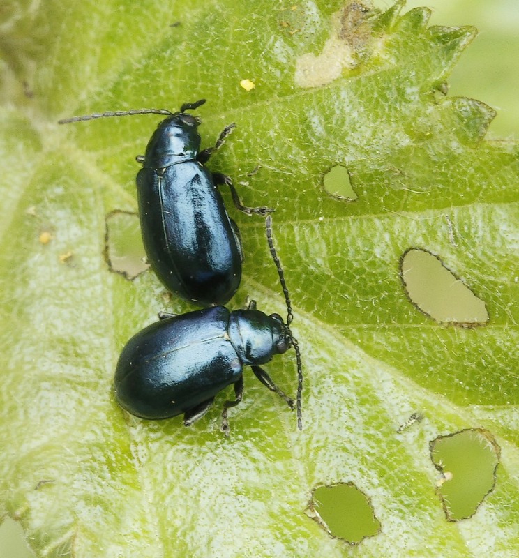 Altica aenescens - Billeder i Naturbasen
