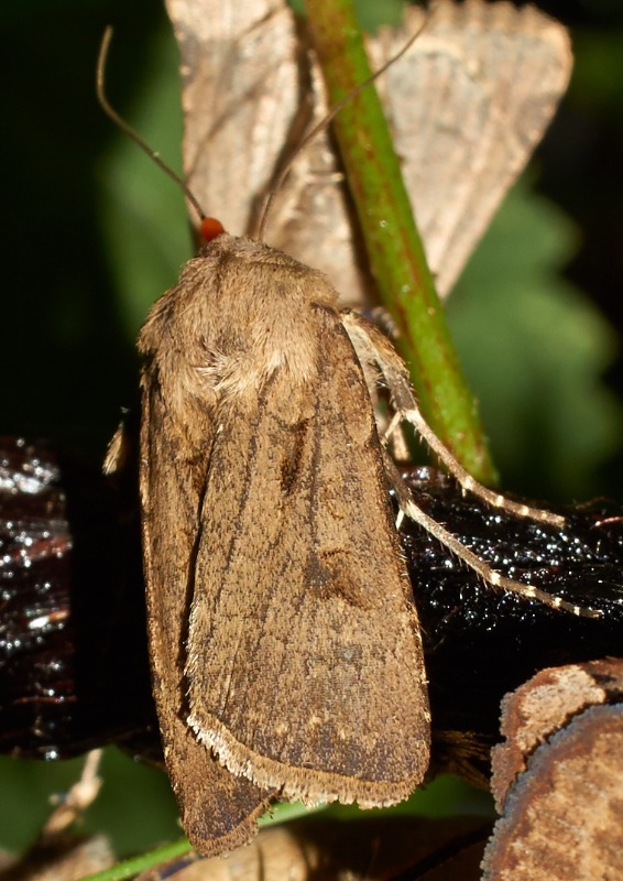 Agrotis sp. (Agrotis sp.) - Naturbasen