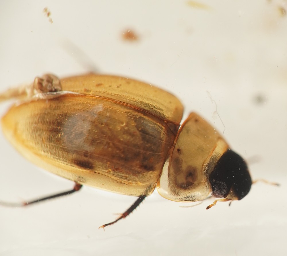 Enochrus melanocephalus (Enochrus melanocephalus) - Naturbasen
