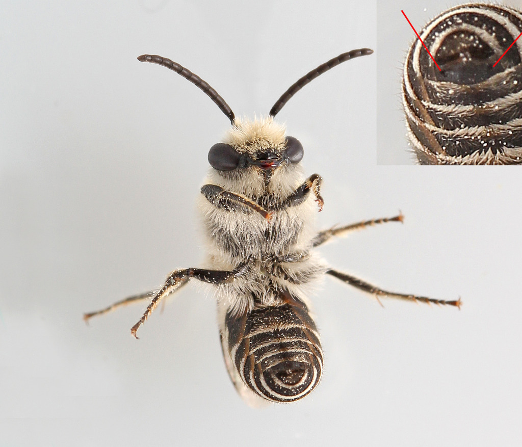 Korttungebier (Colletidae) - Artsliste med billeder - Naturbasen