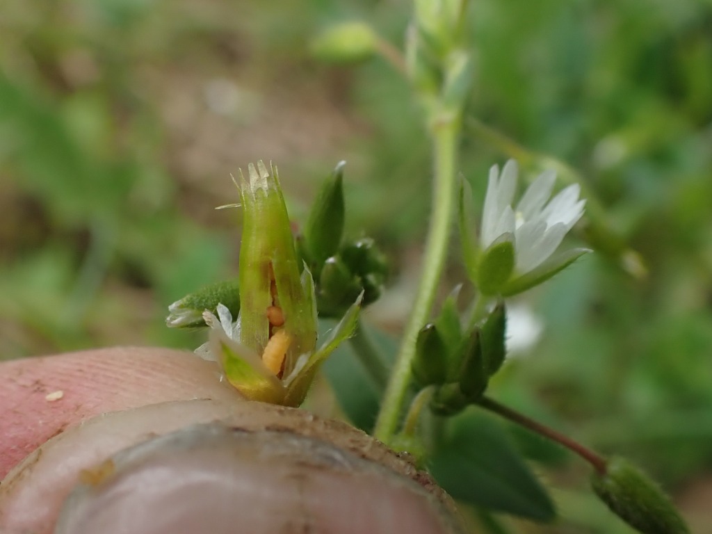 Dasineura fructum (Dasineura fructum) - Naturbasen