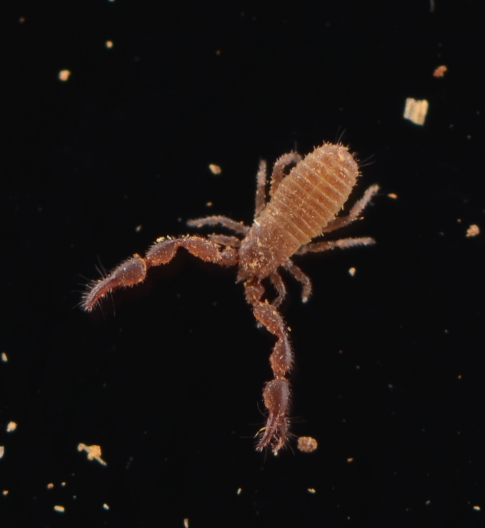 Pselaphochernes scorpioides (Pselaphochernes scorpioides) - Naturbasen