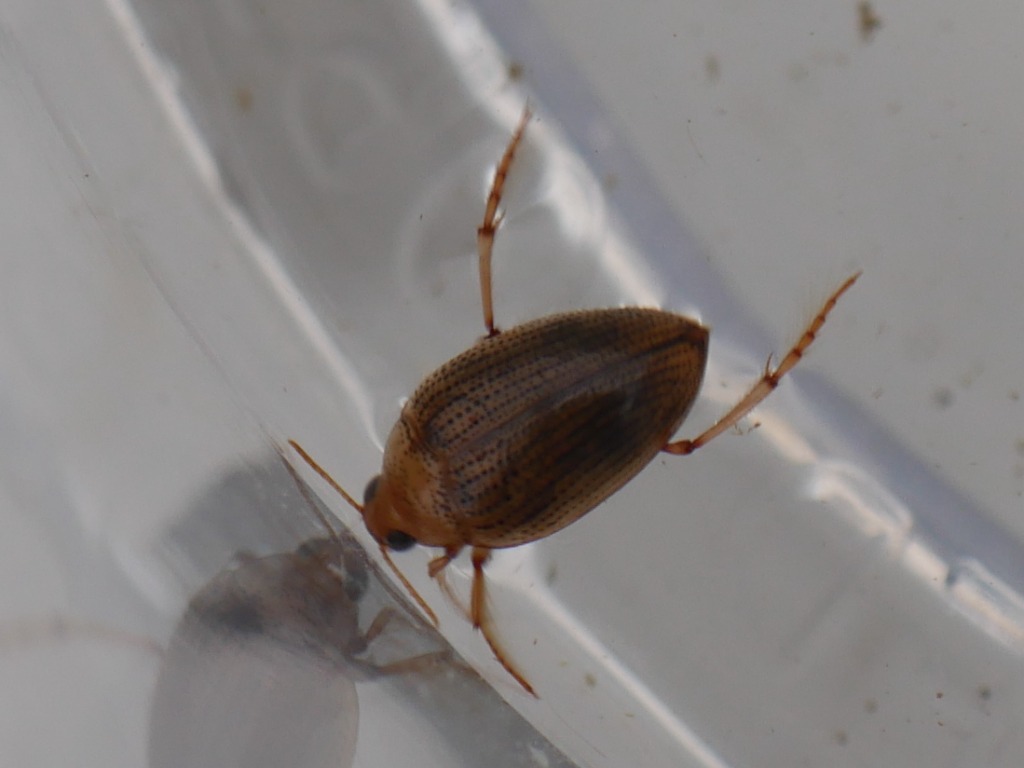 Vandtrædere (Haliplidae) - Artsliste med billeder - Naturbasen