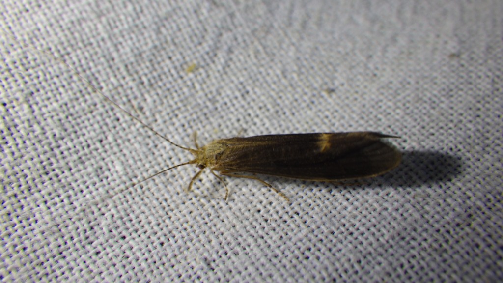 Ceraclea albimacula (Ceraclea albimacula) - Naturbasen