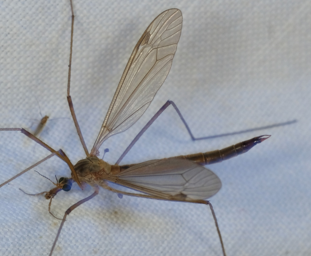 Tipula livida (Tipula livida) - Naturbasen