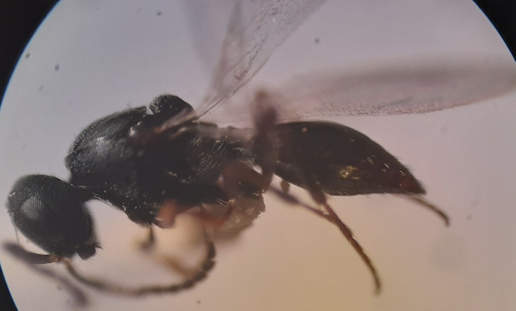 Platygaster otanes (Platygaster otanes) - Naturbasen