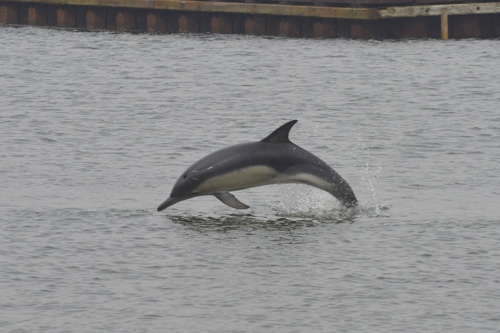 Almindelig Delfin (Delphinus delphis) - Naturbasen