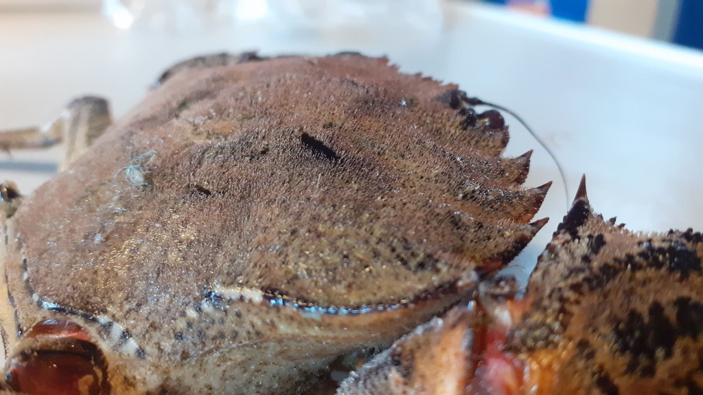 Necora puber (Necora puber) - Naturbasen