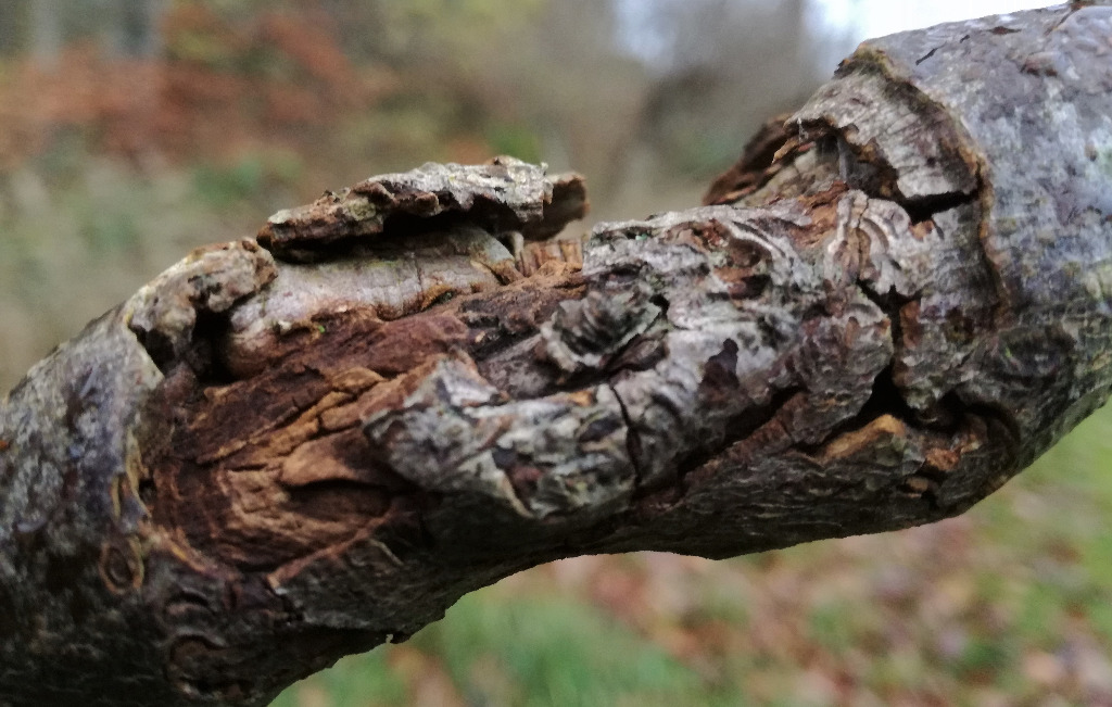 Neonectria ditissima - Observation NB-3648907 - Naturbasen