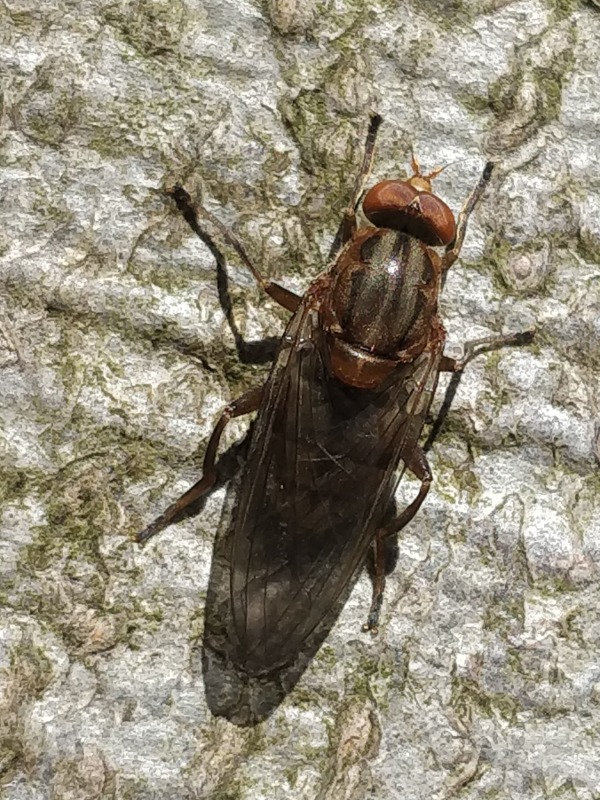 Gran-Træsaftsvirreflue (Brachyopa testacea) - Naturbasen