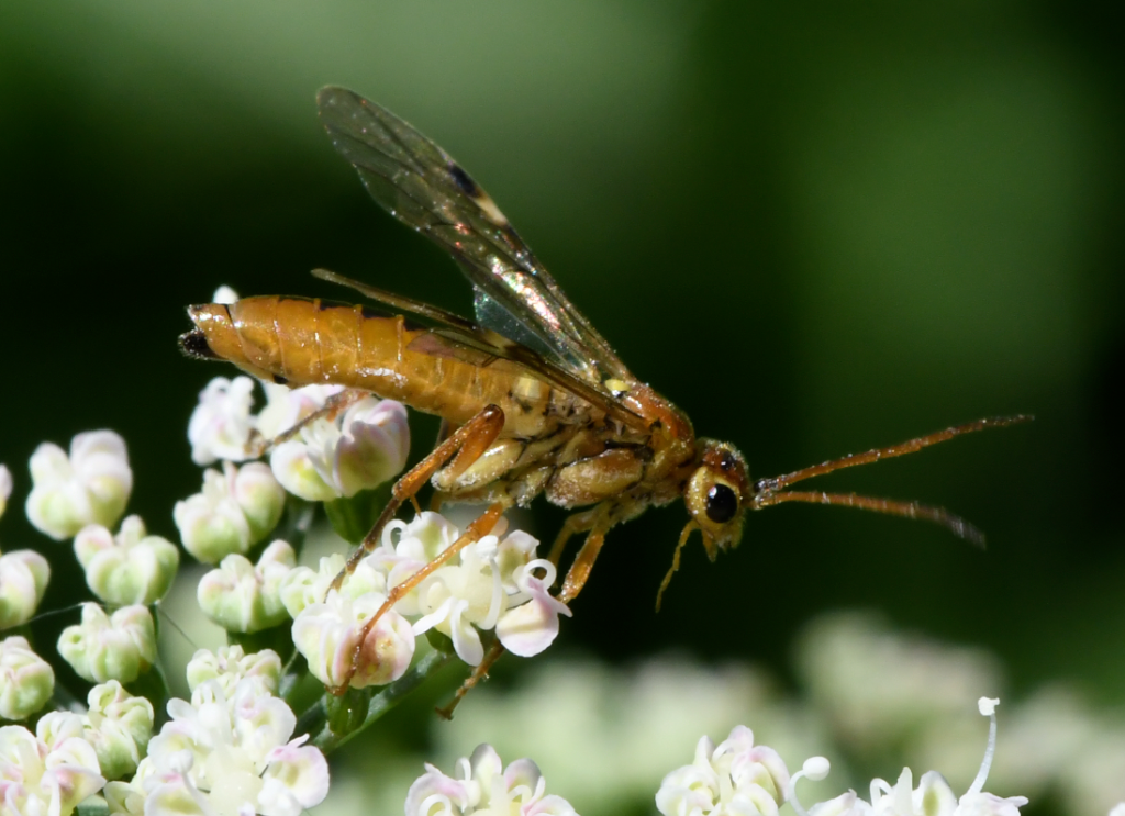 Tenthredopsis sp. - Observation NB-3438403 - Naturbasen