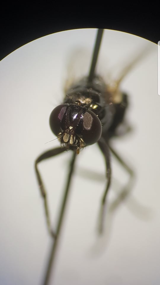 Hydrotaea aenescens (Hydrotaea aenescens) - Naturbasen