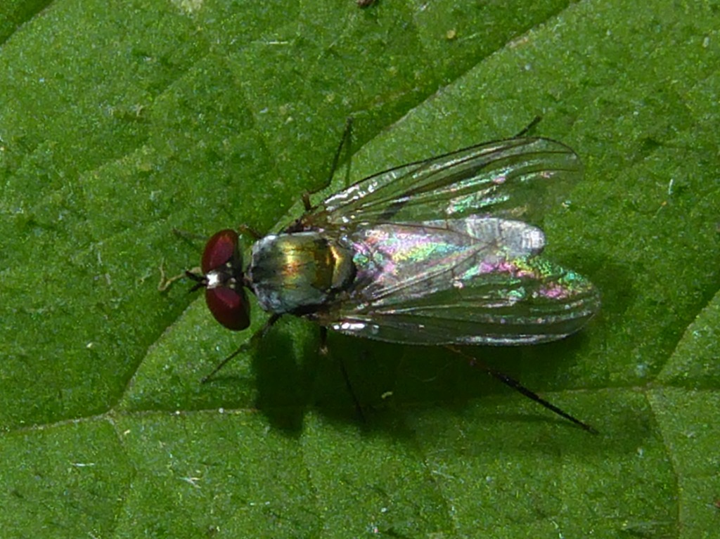 Argyra argyria (Argyra argyria) - Naturbasen